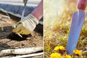 A quoi sert une gouge à asperges ? - Promesse de Fleurs