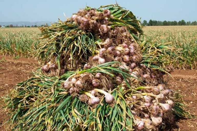 Choisir son ail : guide d'achat - Promesse de Fleurs