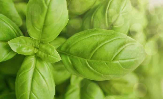 Basilic : le planter et le cultiver au jardin ou en pot