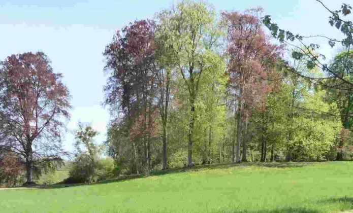 Comment créer un bosquet au jardin ? - Promesse de Fleurs