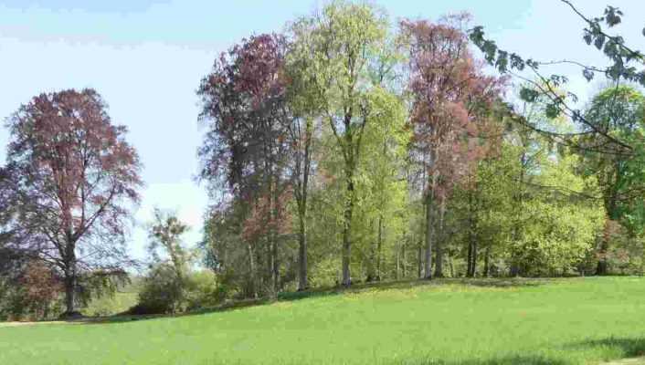 Comment créer un bosquet au jardin ? - Promesse de Fleurs