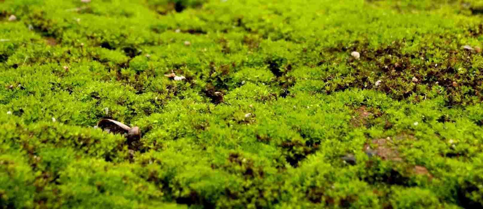Comment se débarrasser de la mousse dans la pelouse