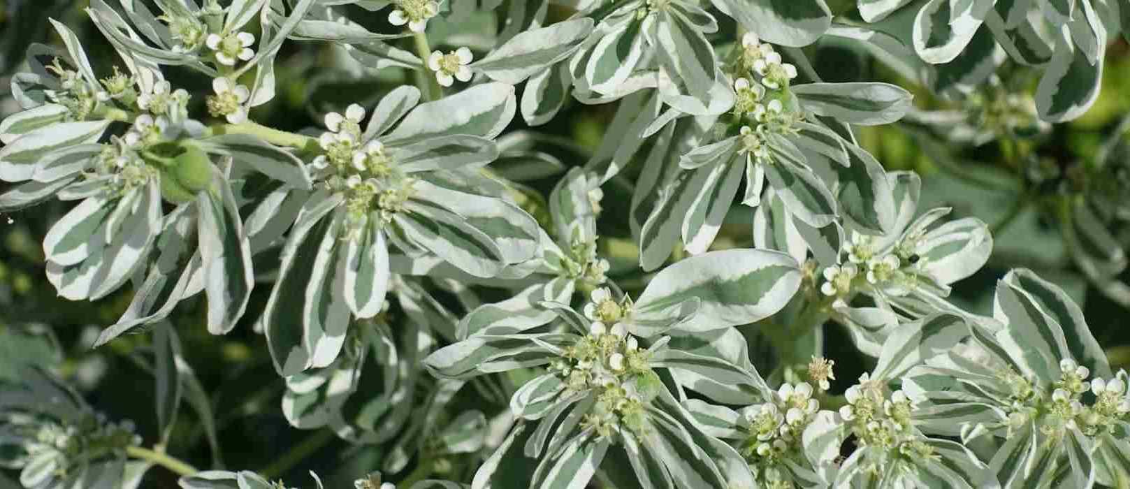 10 vivaces à feuillage panaché - Promesse de Fleurs