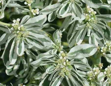 10 vivaces à feuillage panaché - Promesse de Fleurs