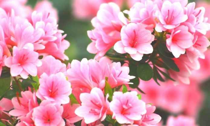 Azalées : plantation, culture, taille et entretien - Promesse de Fleurs