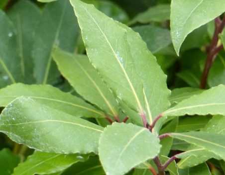 Comment cultiver le laurier sauce au jardin ? - Promesse de Fleurs