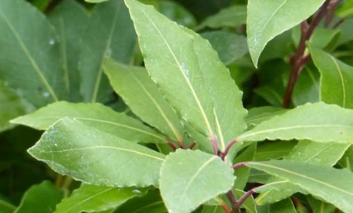 Comment cultiver le laurier sauce au jardin ? - Promesse de Fleurs