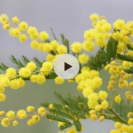 Mimosa d'hiver - Acacia dealbata - Arbuste persistant à floraison jaune
