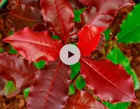 Photinia fraseri Magical Volcano 'Kolmavoca' - Des jeunes feuilles ...