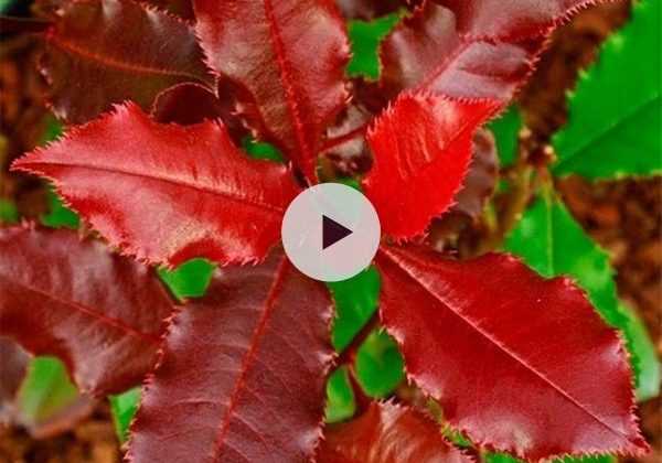 Photinia fraseri Magical Volcano 'Kolmavoca' - Des jeunes feuilles ...