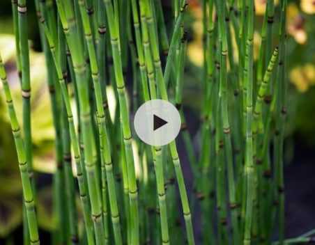 Equisetum camtschatcense - Une grande prèle graphique et robuste