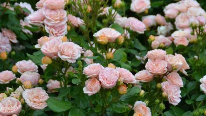 Les plus beaux rosiers Delbard - Promesse de Fleurs