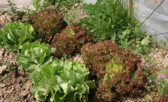 La culture des salades en pot ou en jardinière - Promesse de fleurs