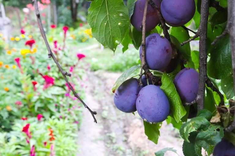 Pruneaux : faire sécher les prunes pour fabriquer les vôtres