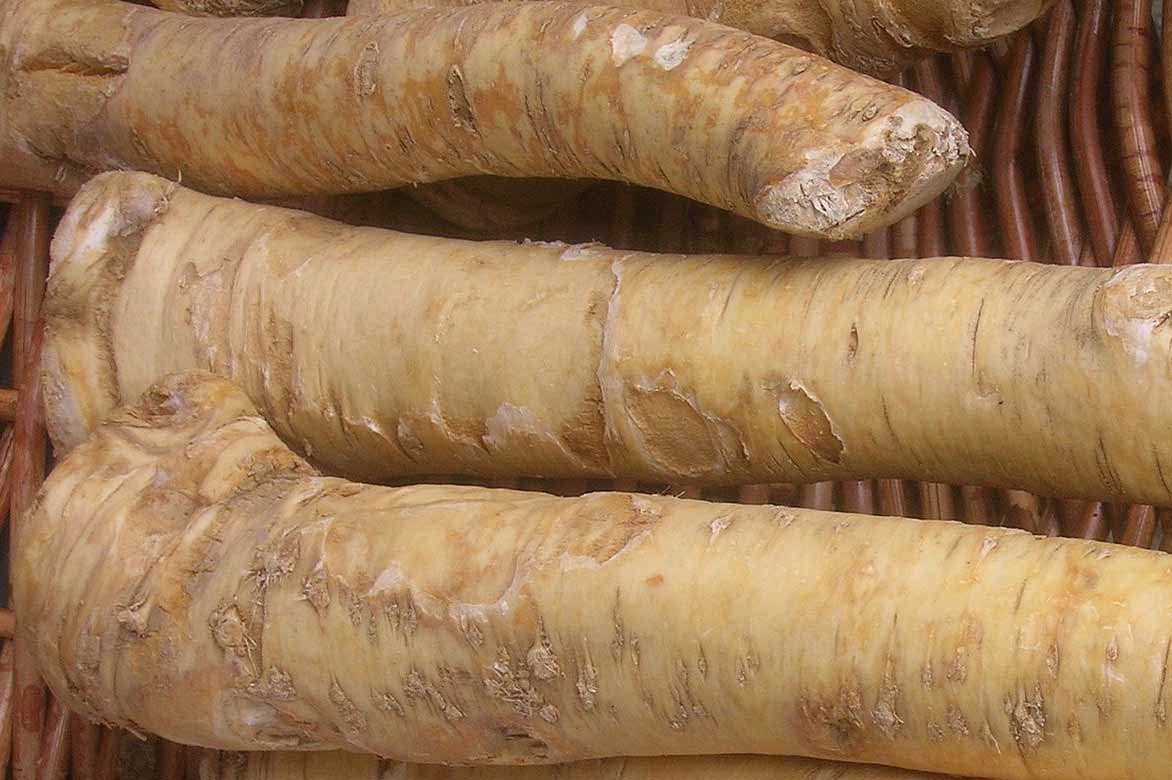 Le raifort : semis, culture, récolte - Promesse de Fleurs