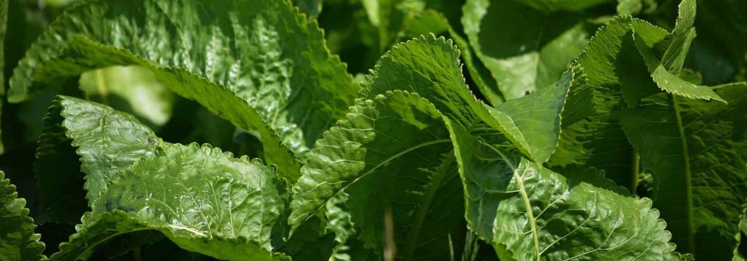 Le raifort : semis, culture, récolte - Promesse de Fleurs