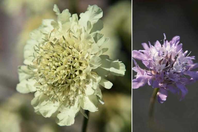 Cephalaria : plantation, culture - Promesse de Fleurs