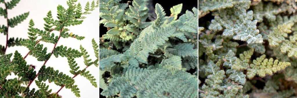 Cheilanthes : plantation, culture et entretien - Promesse de Fleurs