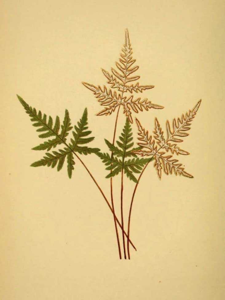 Cheilanthes : plantation, culture et entretien - Promesse de Fleurs