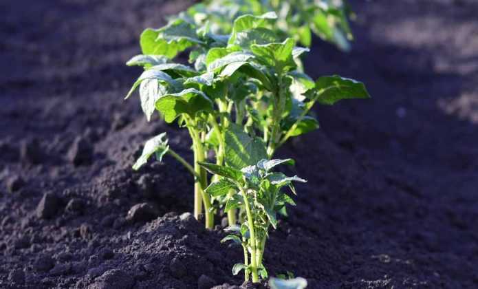 10 vivaces à cultiver en sol acide - Promesse de Fleurs