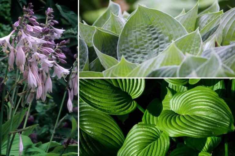 Choisir des Hostas - Promesse de Fleurs