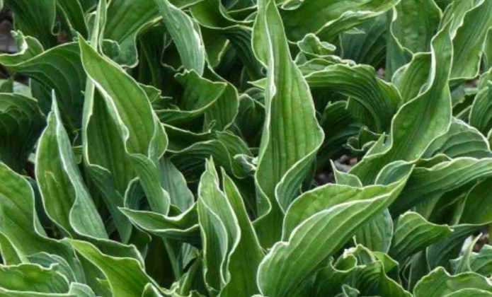 Hosta panaché : Les plus belles variétés - Promesse de Fleurs