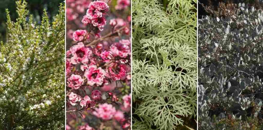 Olearia : plantation, culture - Promesse de Fleurs