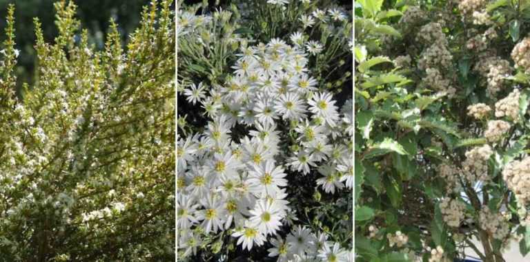 Olearia : plantation, culture - Promesse de Fleurs