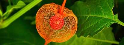 Physalis Pruinosa Preciosa Graines Potagères