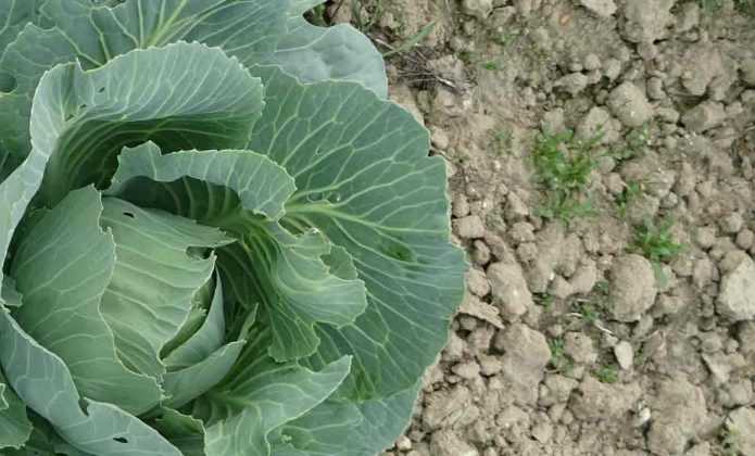 10 plantes vivaces pour sol calcaire : des variétés parfaitement adaptées