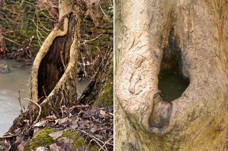 Arbre creux : que faire et doit-on intervenir ? - Promesse de Fleurs