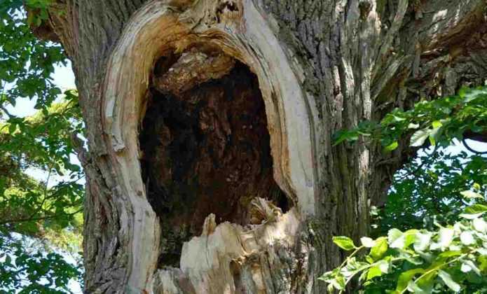 Arbre creux : que faire et doit-on intervenir ? - Promesse de Fleurs