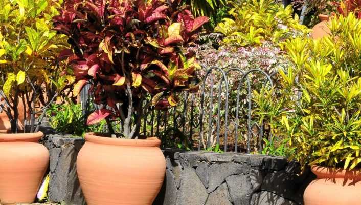 10 arbustes persistants en pot - Promesse de Fleurs