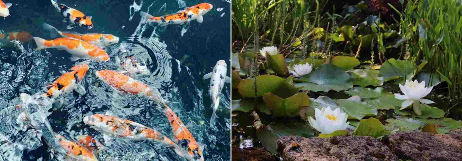 Lutter contre les algues vertes et filamenteuses du bassin