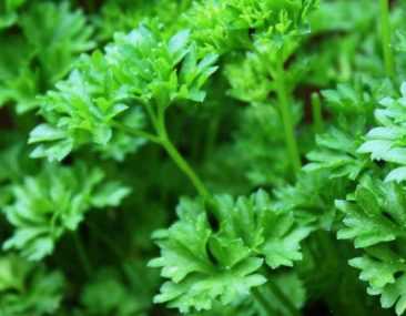 Cultiver le persil en pot - Promesse de Fleurs