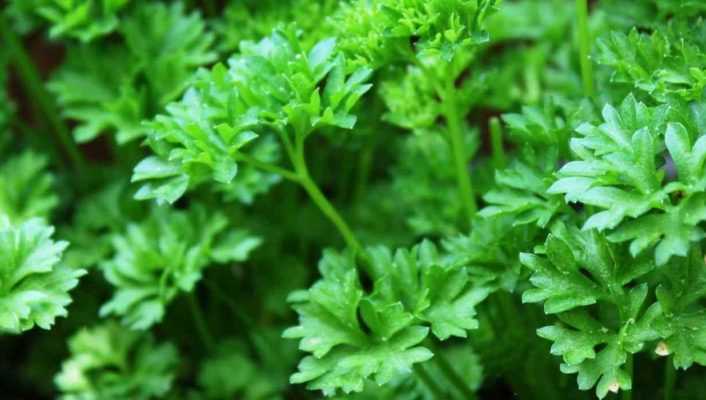 Cultiver le persil en pot - Promesse de Fleurs