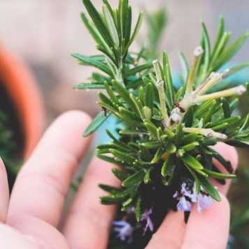 Cultiver un romarin en pot - Blog Promesse de fleurs
