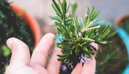 Cultiver un romarin en pot - Blog Promesse de fleurs