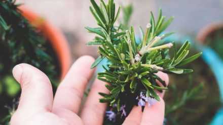 Cultiver un romarin en pot - Blog Promesse de fleurs