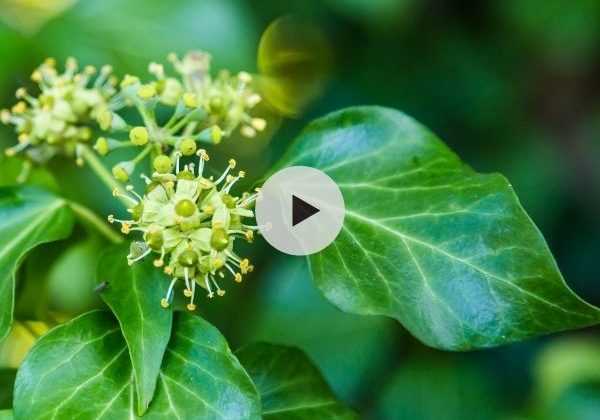Lierre : comment bien planter cette grimpante ? Conseil jardinage