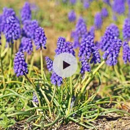 Muscari botryoides Superstar - Muscari aux fleurs bleues bordées de ...