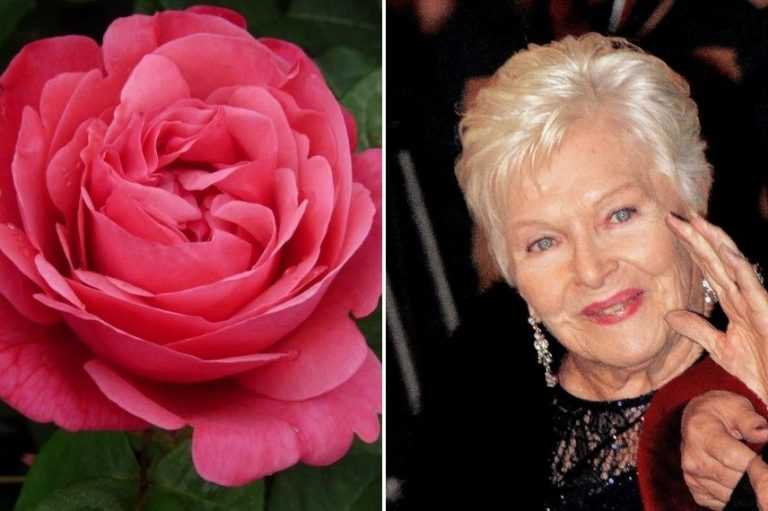 Les roses et la musique - Promesse de Fleurs