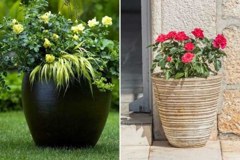 Comment cultiver un rosier en pot ? - Promesse de Fleurs