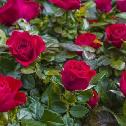 Comment cultiver un rosier en pot ? - Promesse de Fleurs