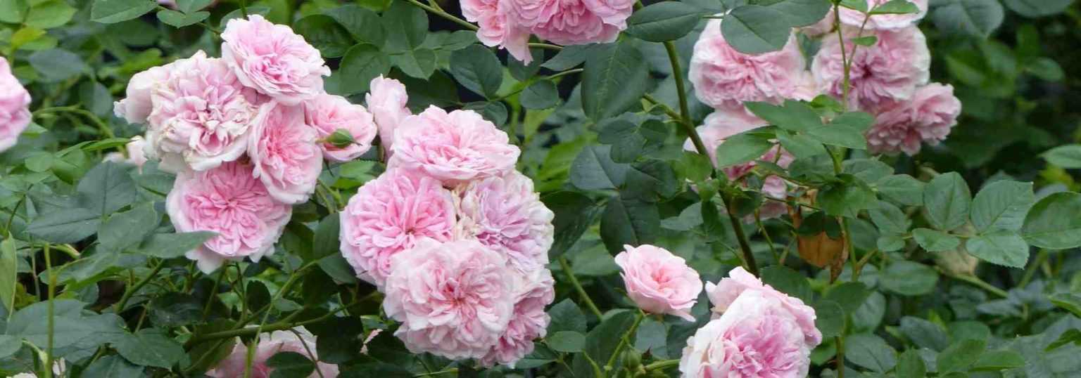 Les roses des légendes - Promesse de Fleurs