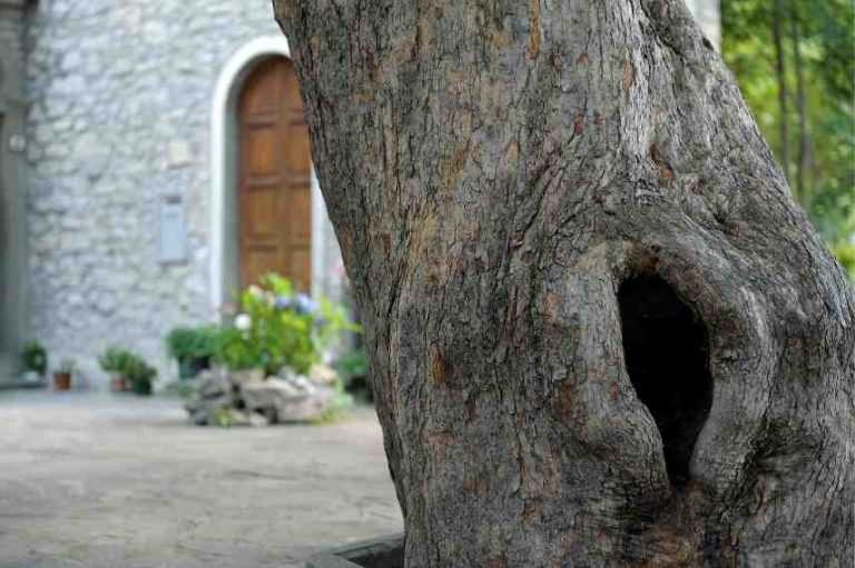 Arbre creux : que faire et doit-on intervenir ? - Promesse de Fleurs