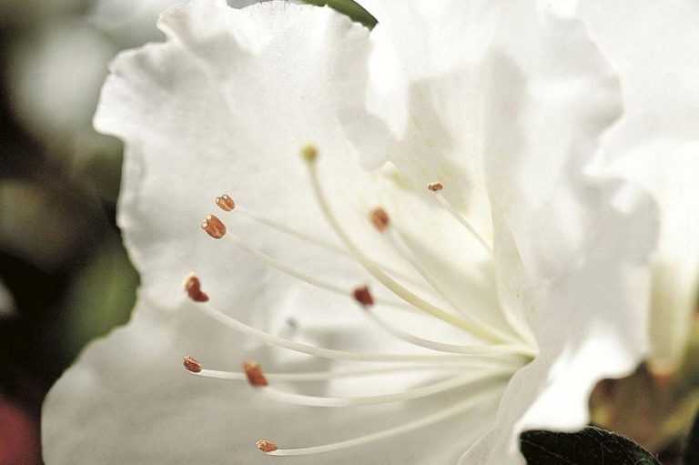 10 azalées blanches pour illuminer le jardin - Promesse de Fleurs