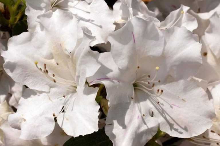 10 azalées blanches pour illuminer le jardin - Promesse de Fleurs