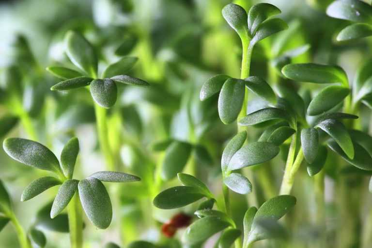 Le cresson : semis, culture, récolte - Promesse de Fleurs