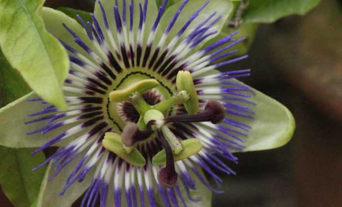 Passiflore, Fleur de la passion : planter, cultiver, tailler - Promesse ...